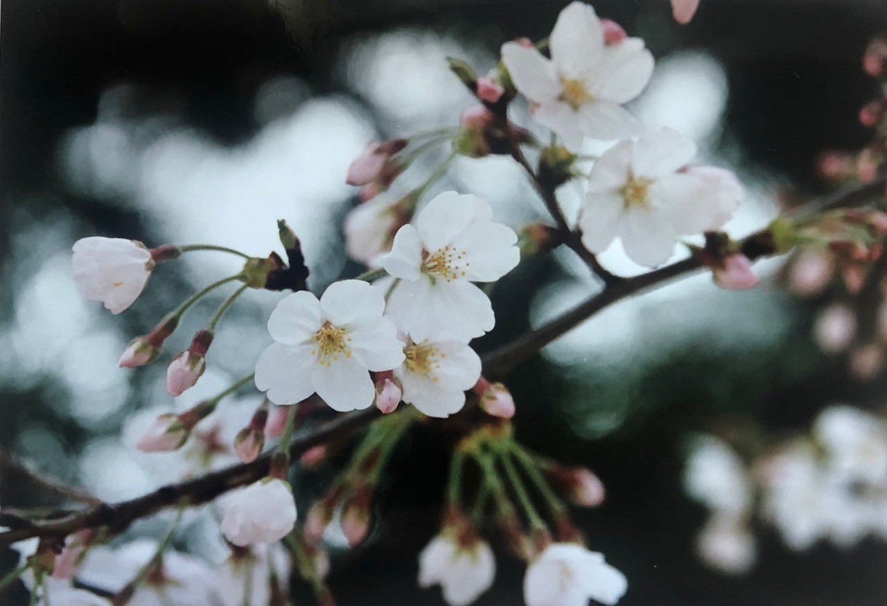 Sakura: Simple Joy and a Symbol of Life / IJF.org